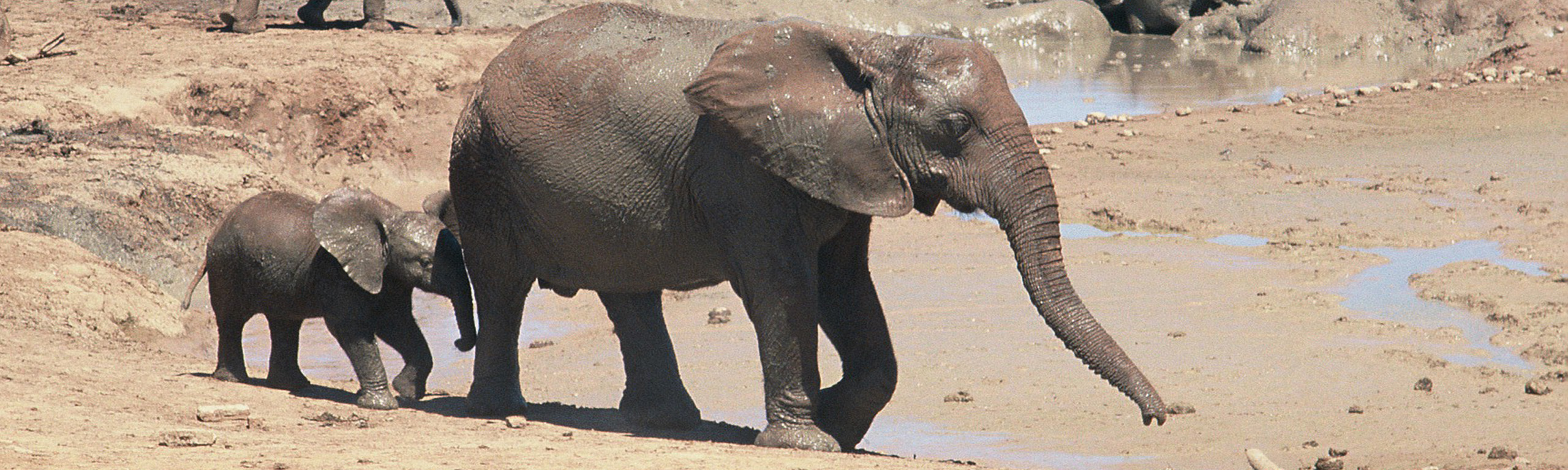 Bevarandebiologi och populationsgenetik | Göteborgs universitet