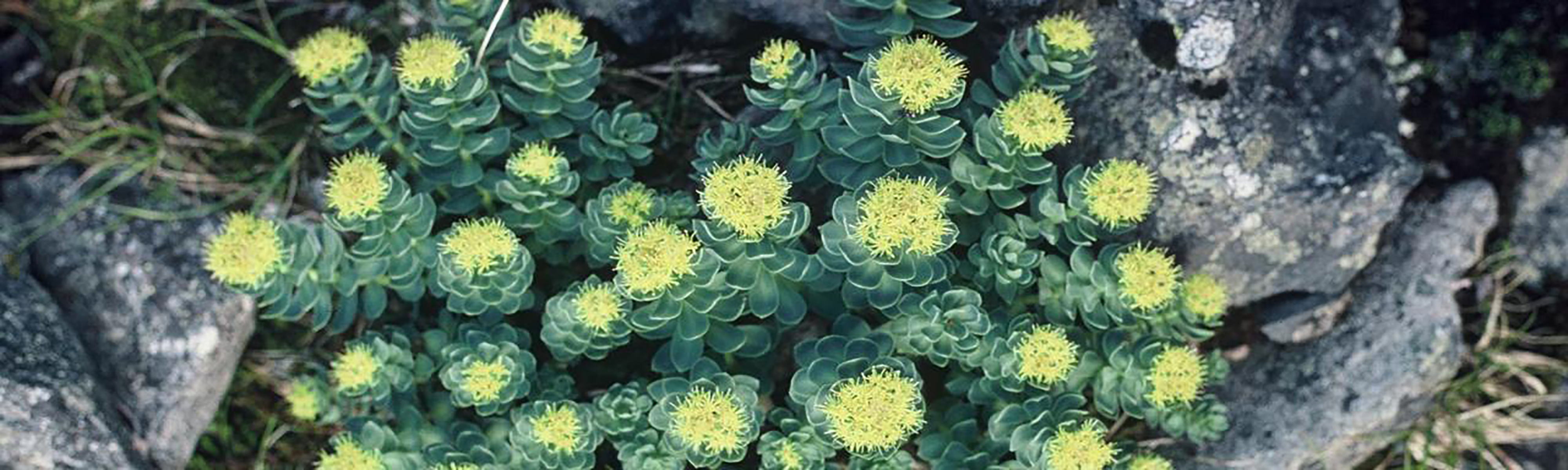 Plant physiology in a dynamic environment | University of Gothenburg