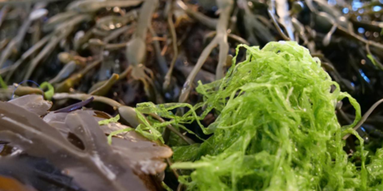 Nyheter om alger | Havet, Göteborgs universitet