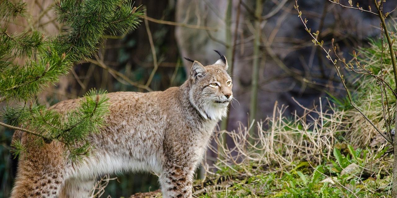 Environmental Collaborative Governance in Large Carnivore Management ...