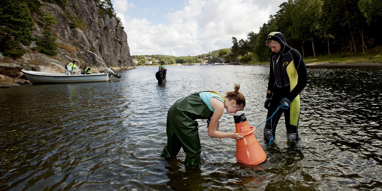 What is Marine Citizen Science? | University of Gothenburg