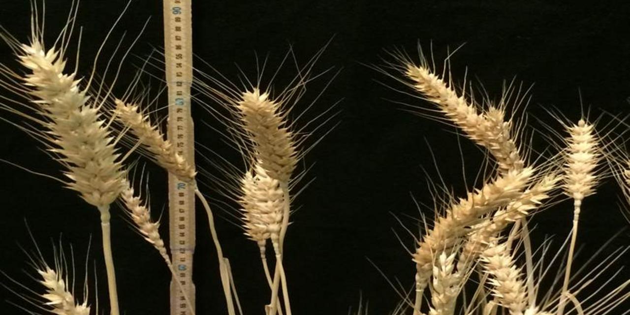 Saline farming - molecular breeding of salt tolerant wheat | University ...