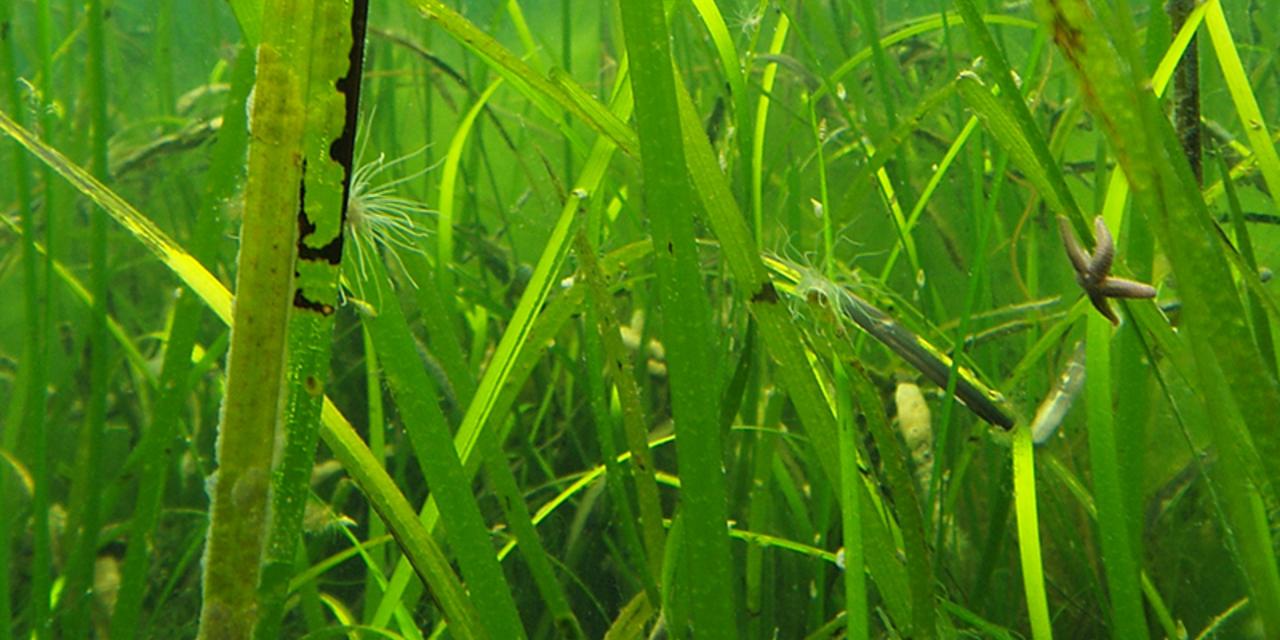Viktigt ålgräs skyddas i Göteborg | Göteborgs universitet