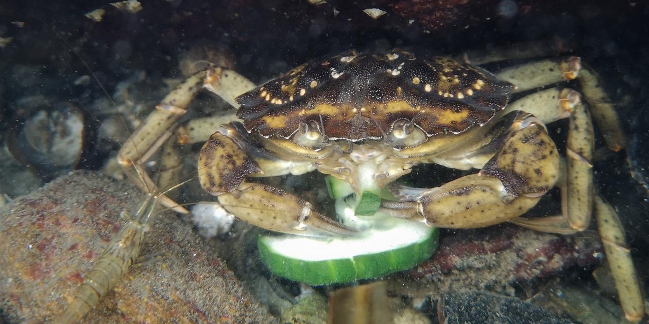 Tema-aktivitet: Lär dig fiska krabba! | Göteborgs universitet