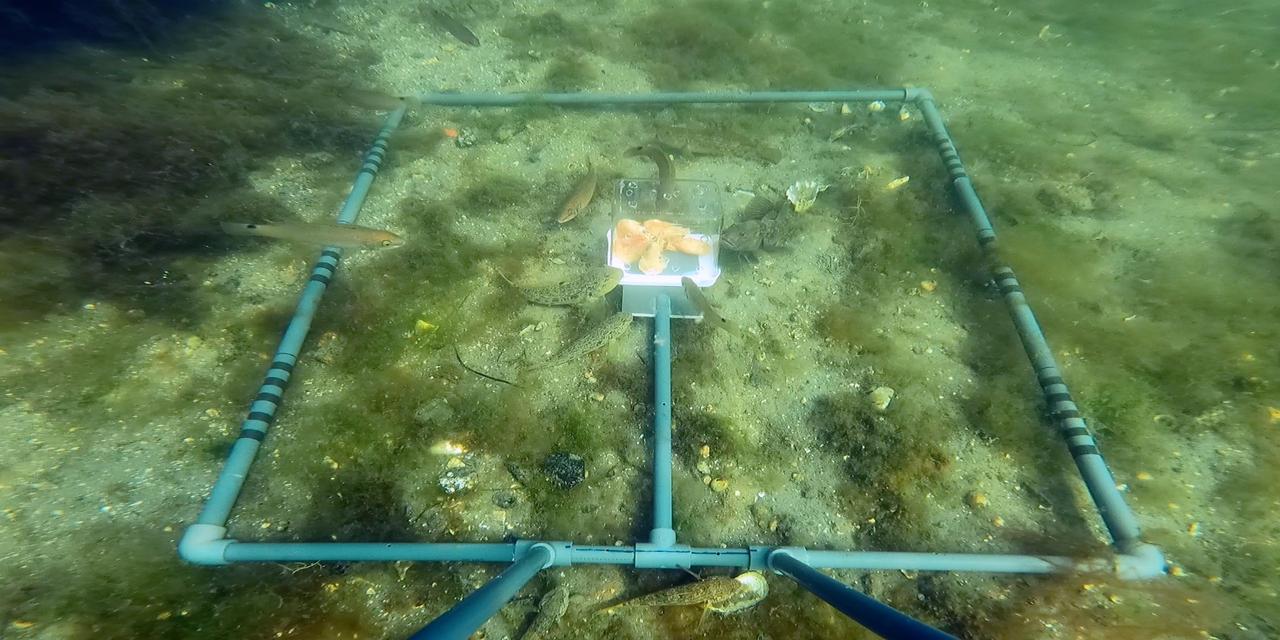 Predatorer och biodiversitet som biologisk bekämpning av invasiv ...