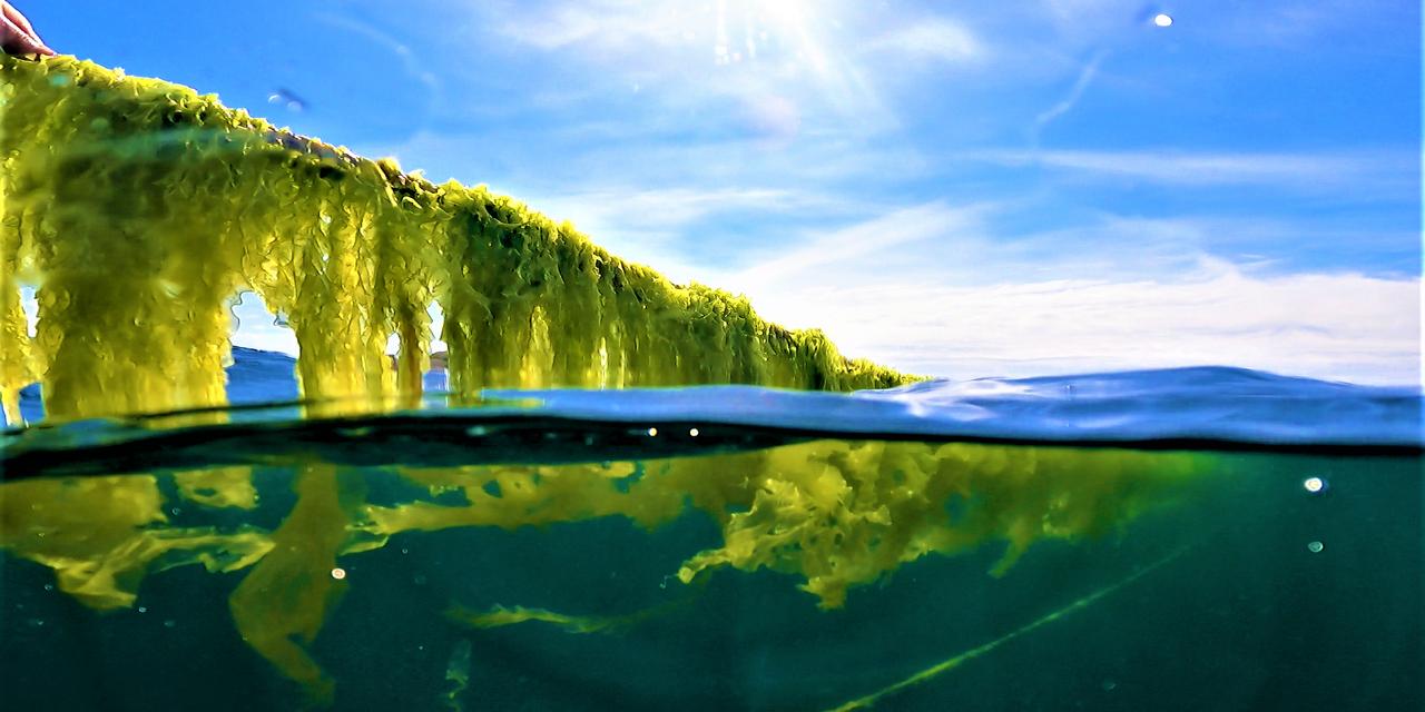 Department of Marine Sciences, University of Gothenburg