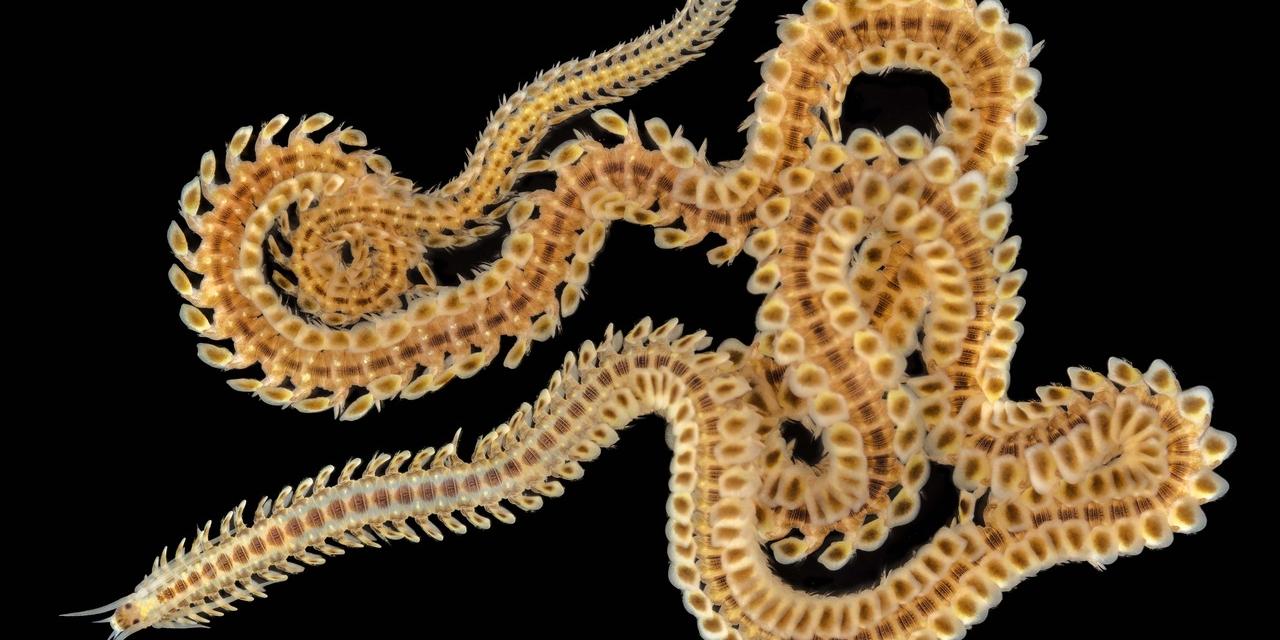 New masterpiece on versatile worms | University of Gothenburg