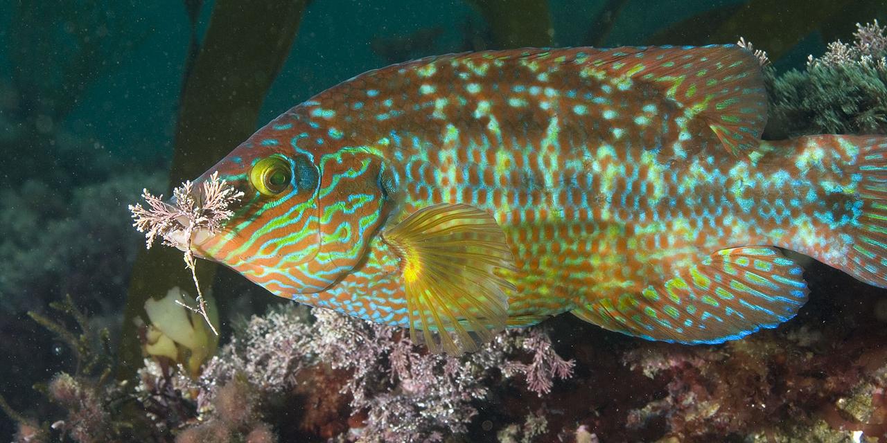 Lack of controls when translocating wild cleaner fish to salmon farms ...