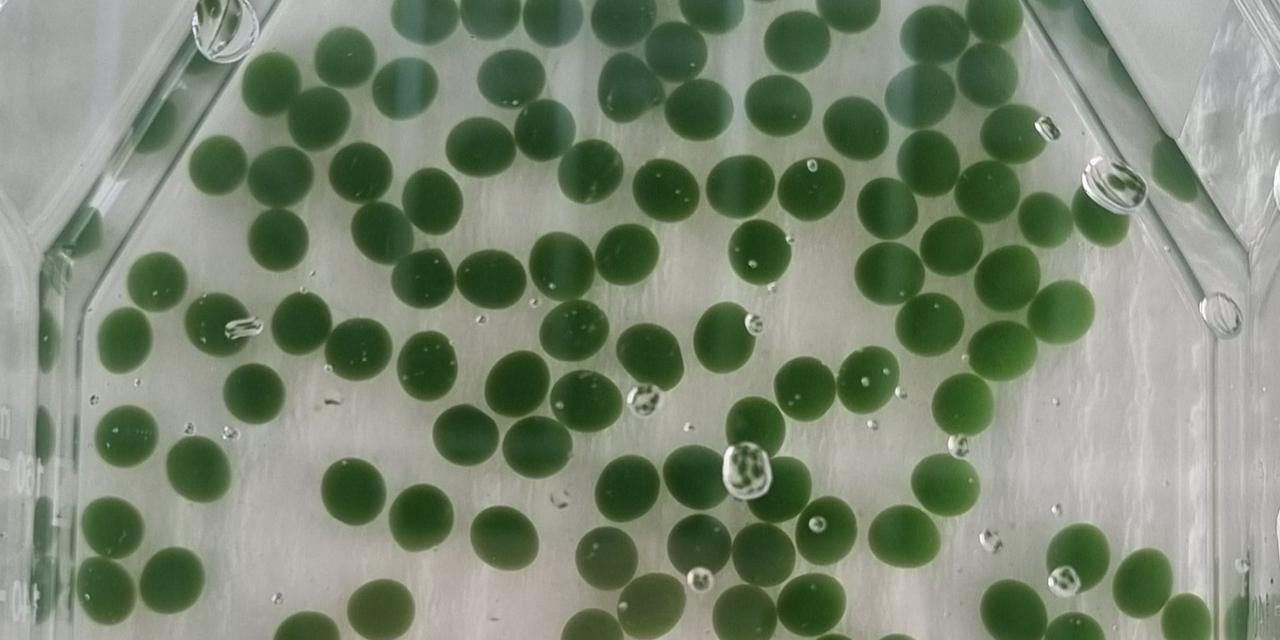 Algae4H2- an efficient and sustainable method for photobiological ...