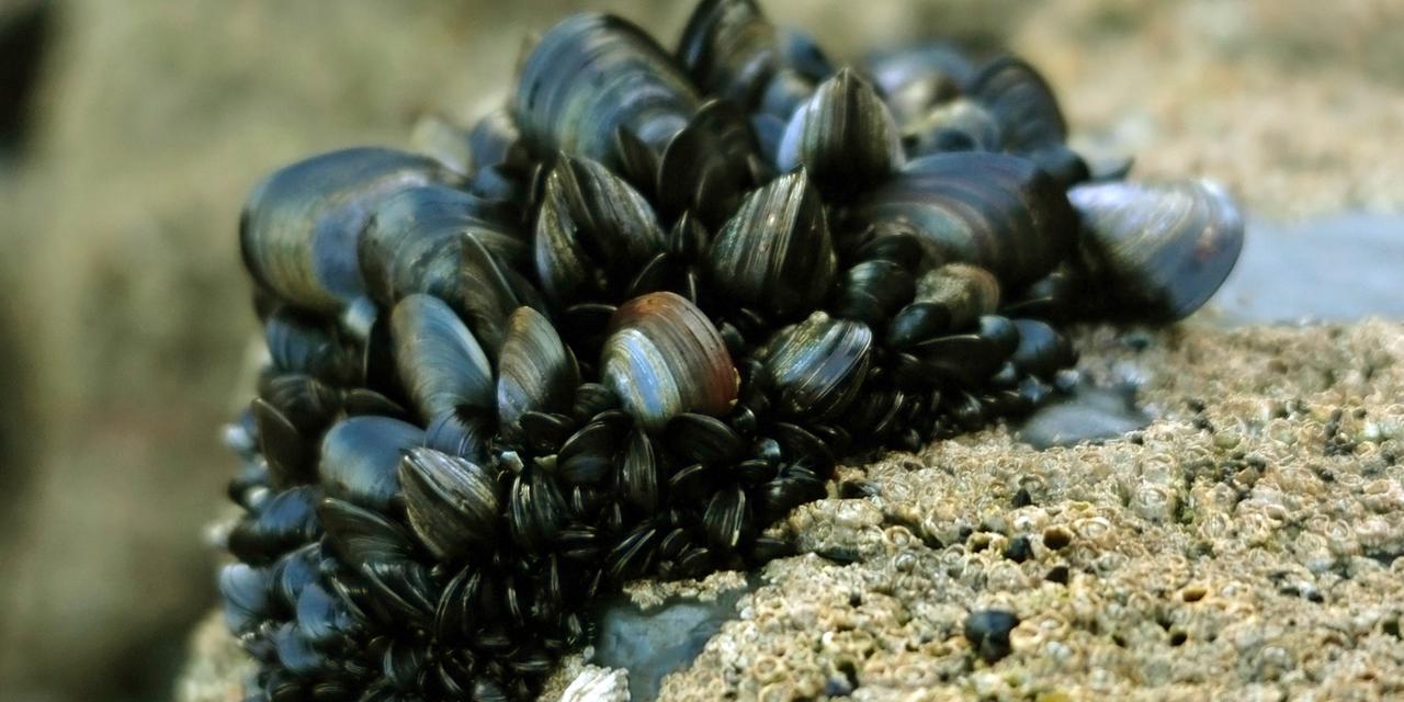 Blue mussels – interactions between populations in natural and ...