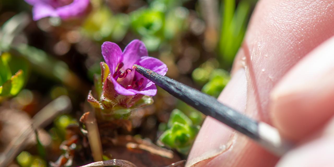 Pollinators and pollination services under global change | University ...