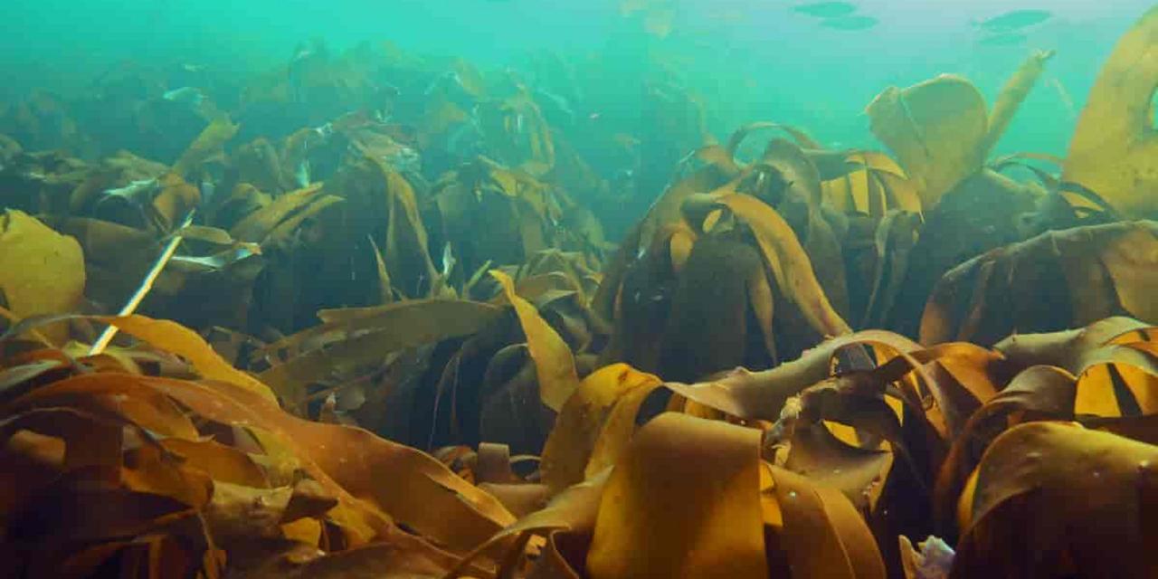 Restoration of kelp, Laminaria hyperborea | University of Gothenburg