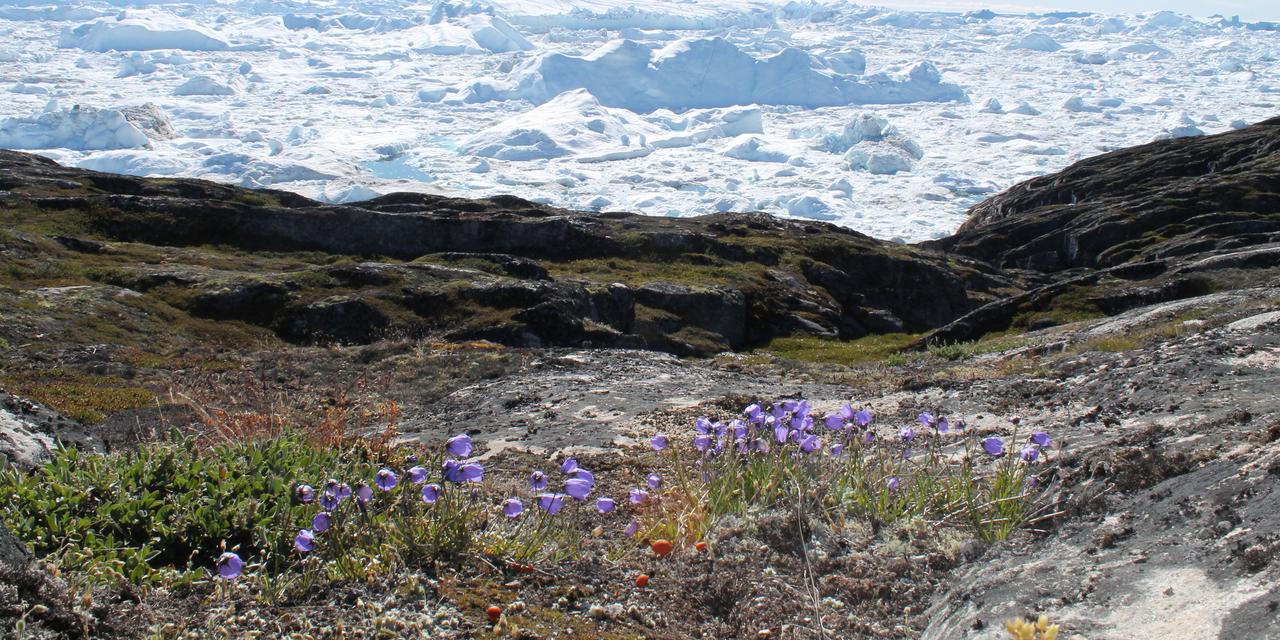 The unseen life in soils at Disko Island under climate change ...
