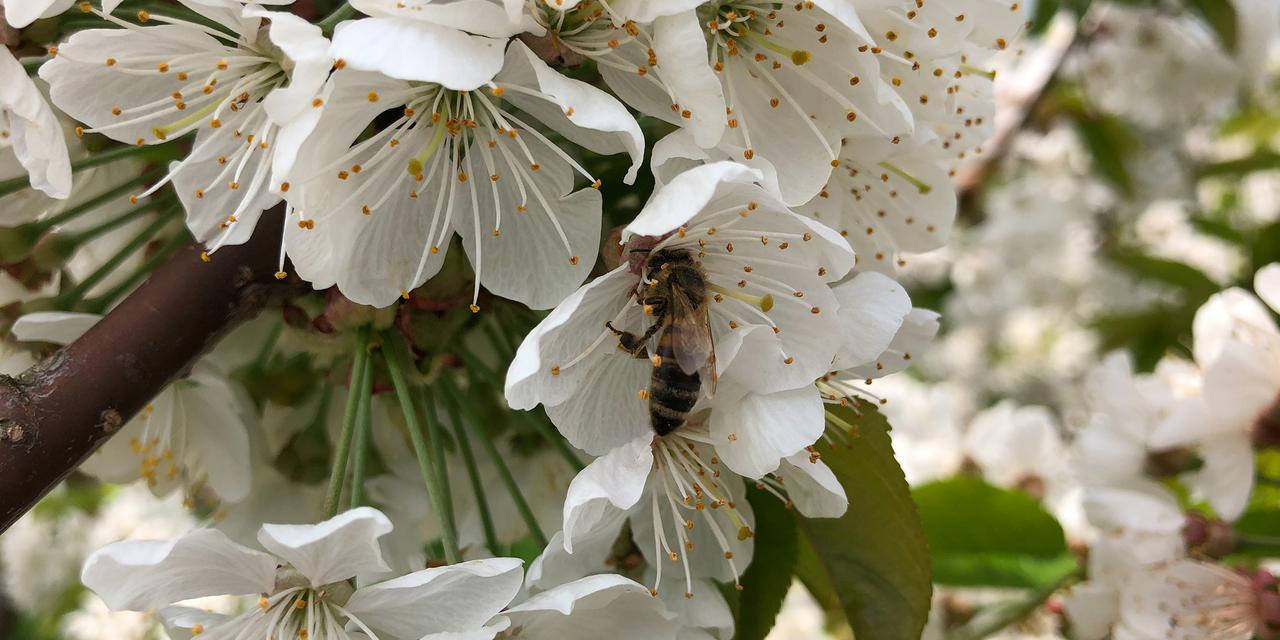 Pollination by more than one bee species improves cherry harvest ...