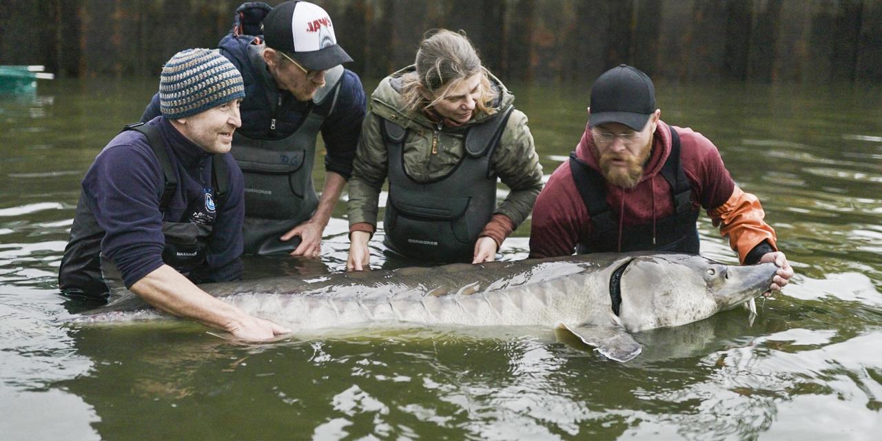Sturgeon makes a comeback in Swedish waters | University of Gothenburg