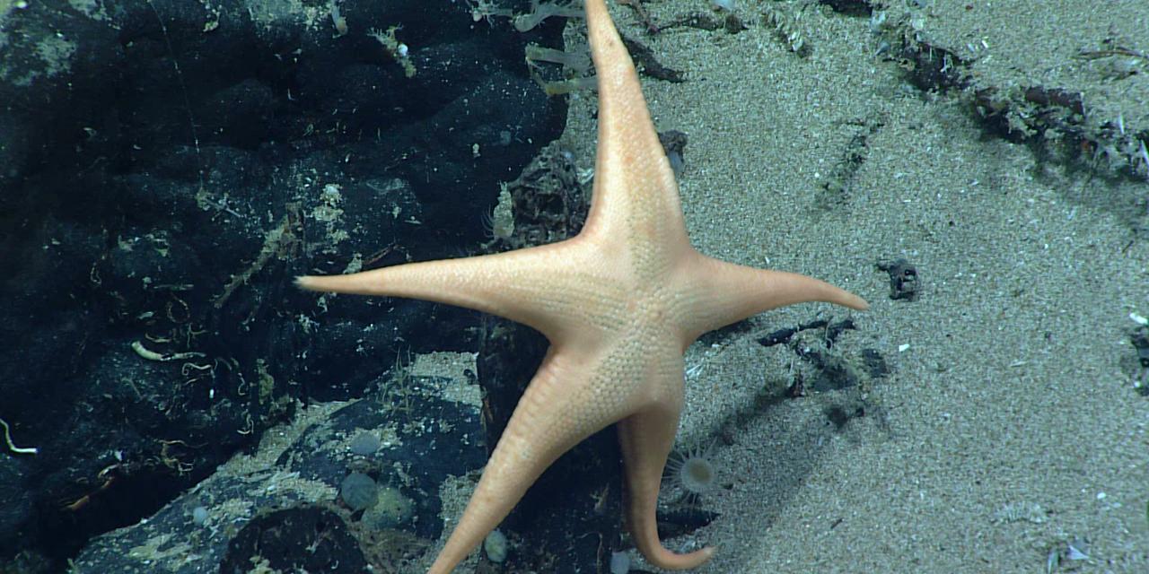 New genus of sea stars named after marine biologist | University of ...