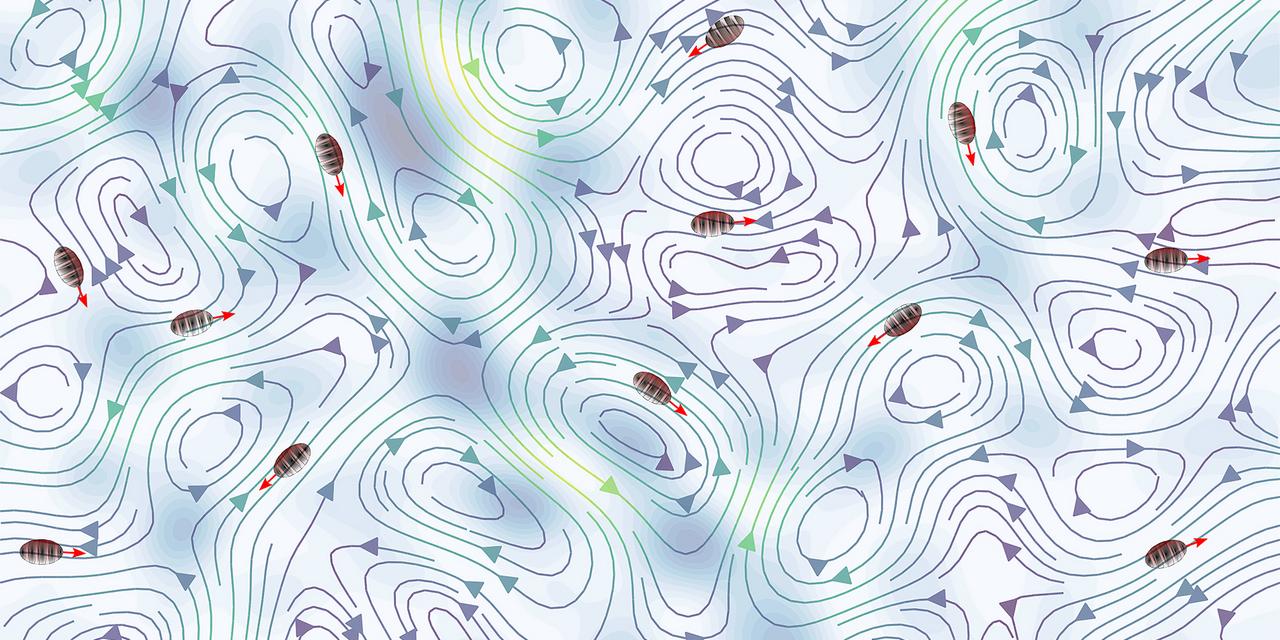 Model shows how plankton survive in a turbulent world | University of ...