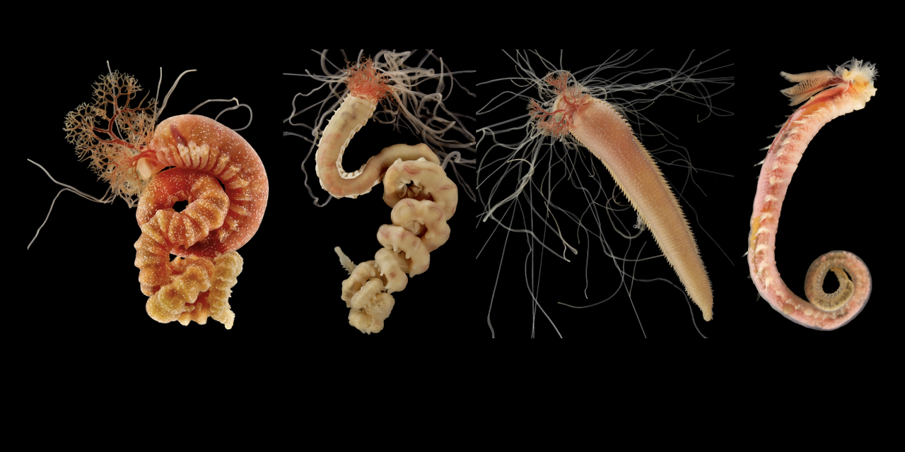 In search of unknown spaghetti worms | University of Gothenburg