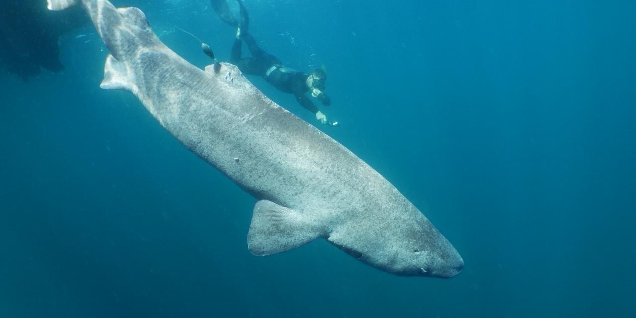 Researchers track the mysterious Greenland shark | University of Gothenburg