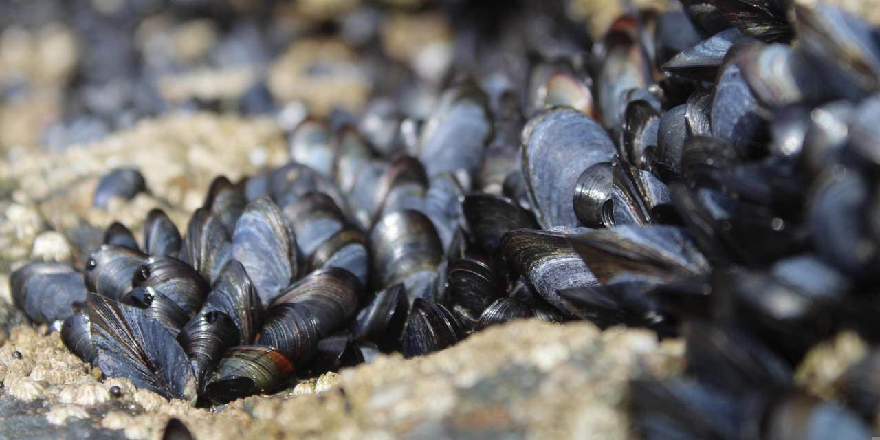 International Symposium: Advances in Marine Mussel Research ...