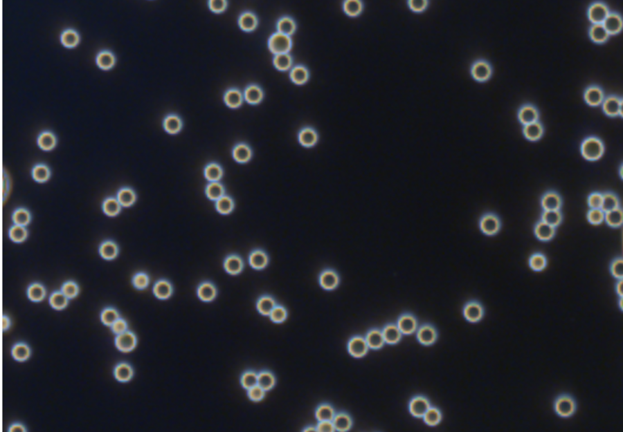 Non-fluorescence techniques | University of Gothenburg